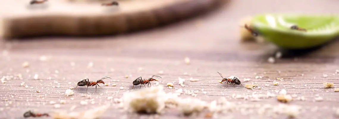 Få bort myror inomhus: bästa metoderna | Dina Försäkringar