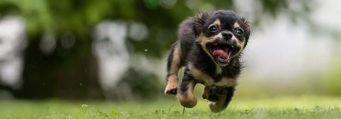 Att välja hundras - Hitta rätt hund för dig | Dina Försäkringar